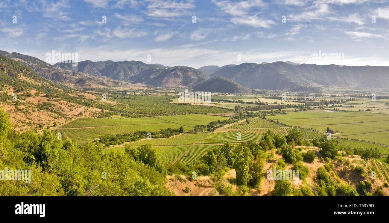 Panorama of the Colchagua vinyards in the central valley ,wine growing ...