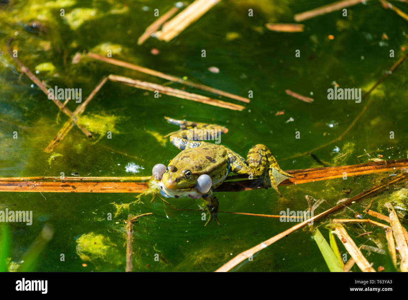 Marsh frog pelophylax ridibundus courting hi-res stock photography and ...