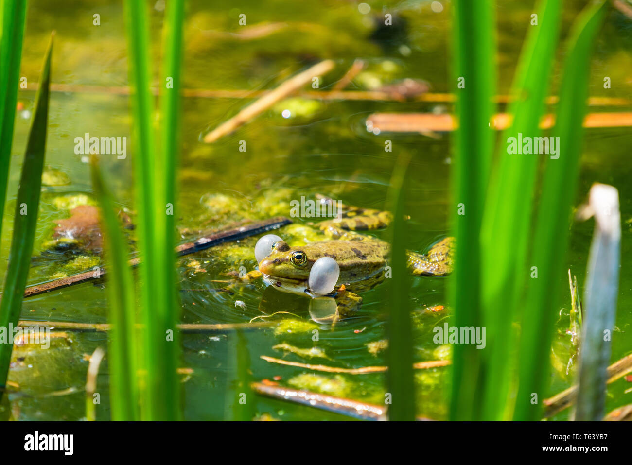 Marsh frog (Pelophylax ridibundus) sitting in a pond croaking with ...