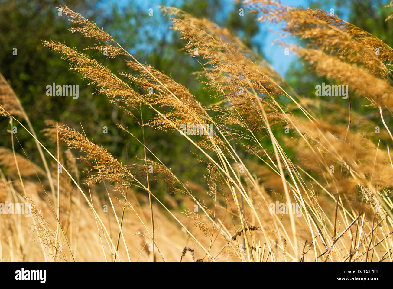 Dry reeds swaying wind hi-res stock photography and images - Alamy