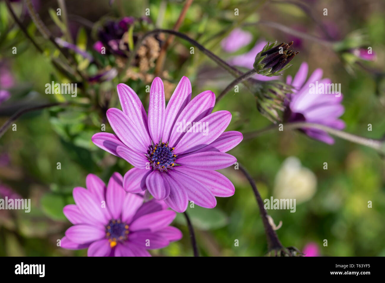 Daisies flora hi-res stock photography and images - Alamy