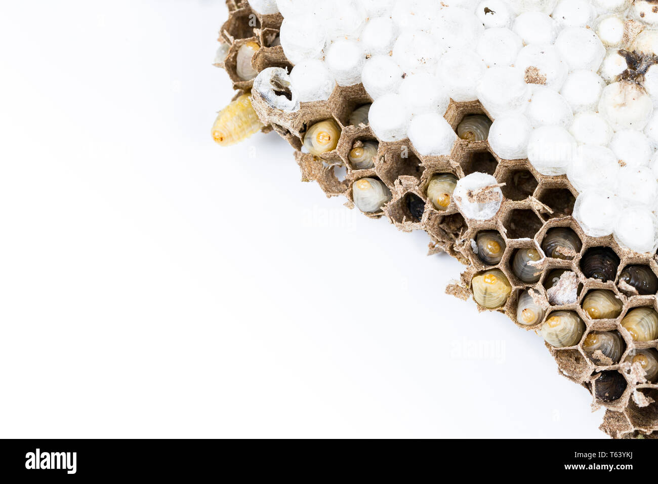 Close up of asian hornet wasp nest honeycombed insect macro with larva ...