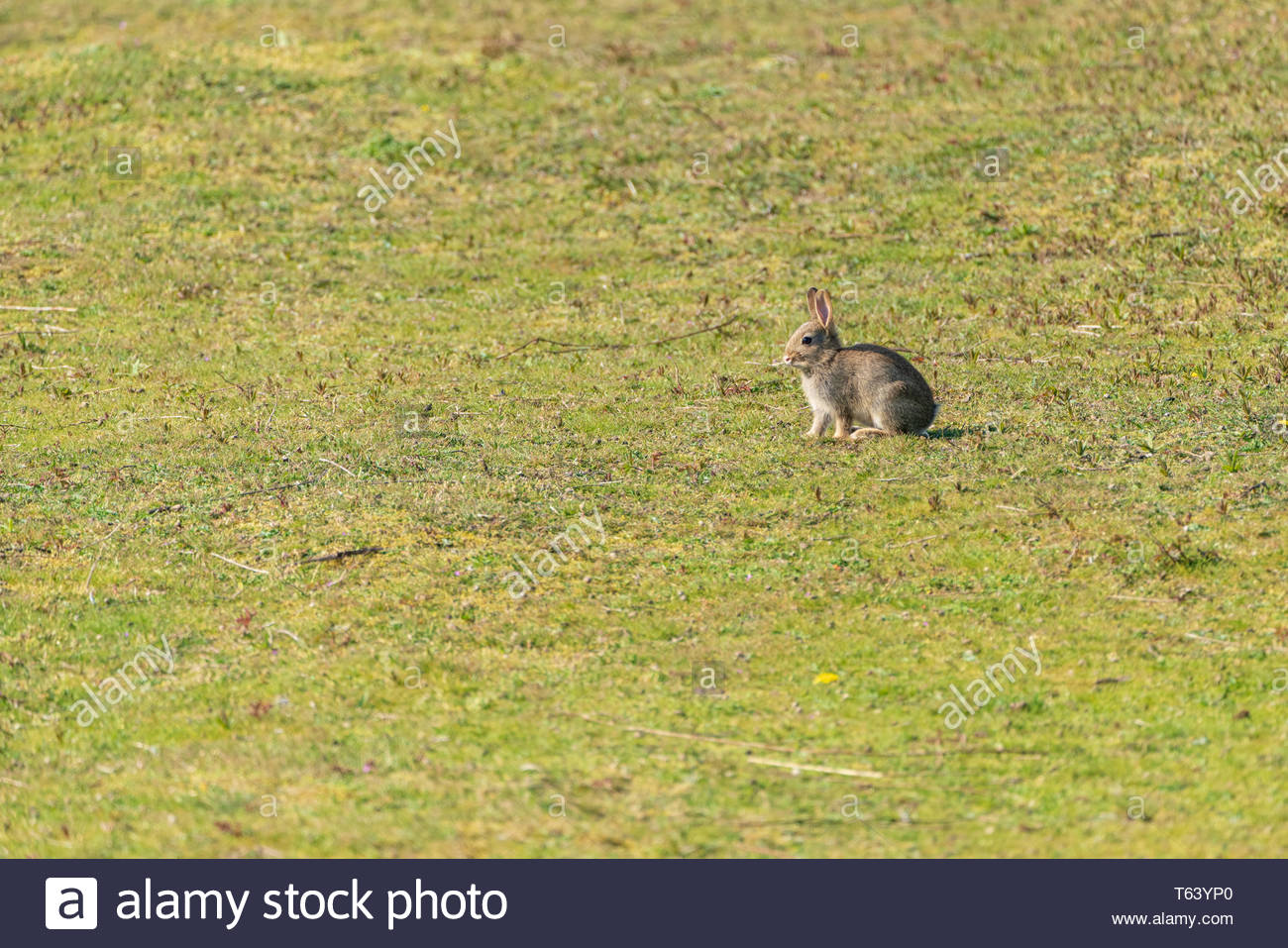 Wild Rabbits England High Resolution Stock Photography and Images - Alamy