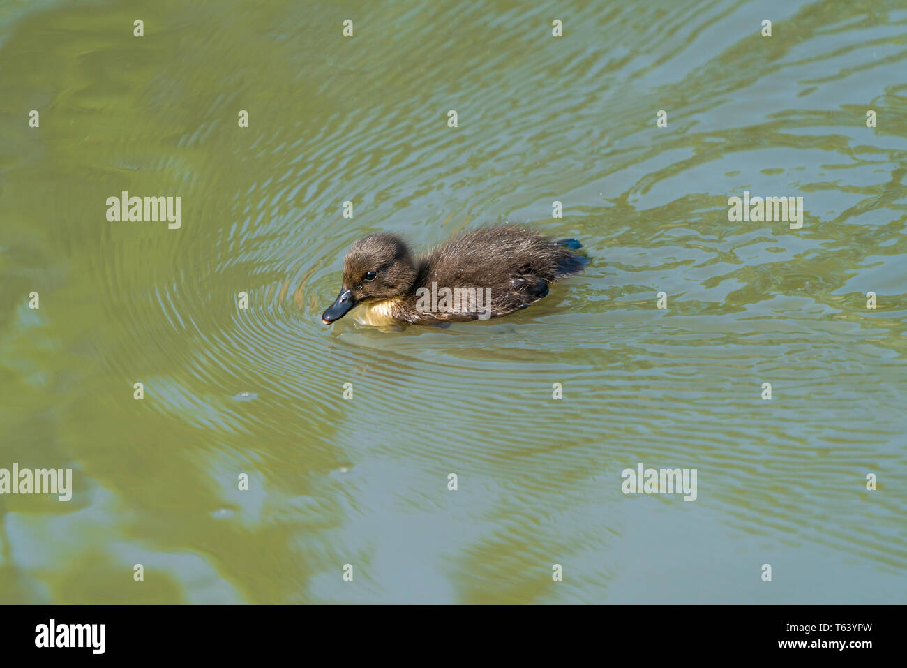 Tiny Tuffed duck duckling (Aythya fuligula) swimming on the lake Stock ...