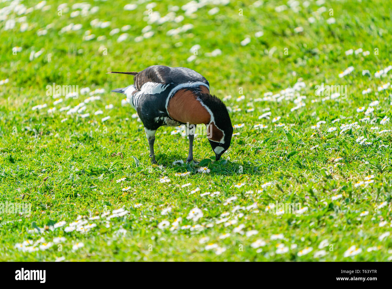 Red-breasted goose (Branta ruficollis Stock Photo - Alamy
