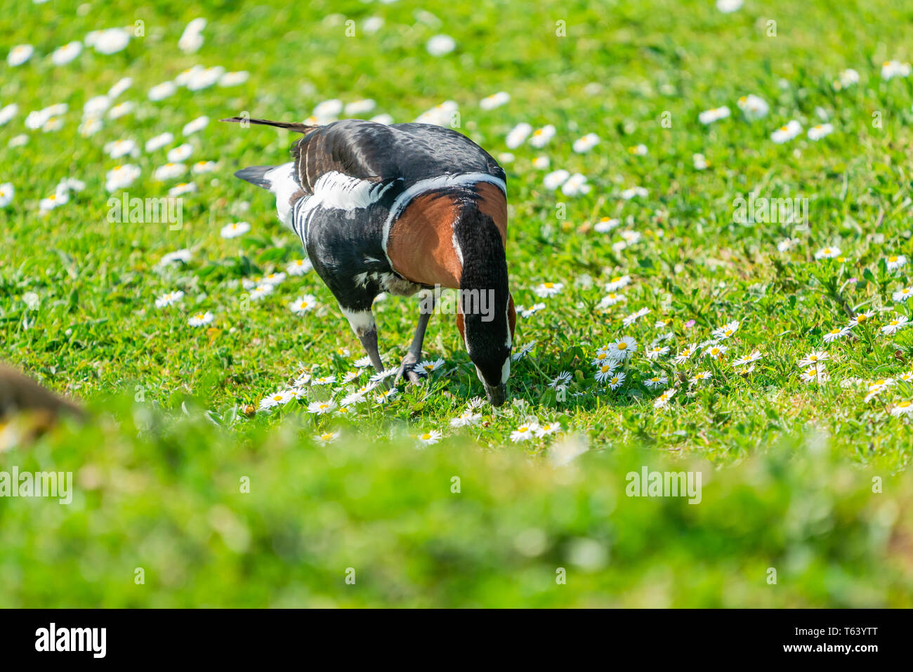 Branta Ruficollis High Resolution Stock Photography and Images - Alamy