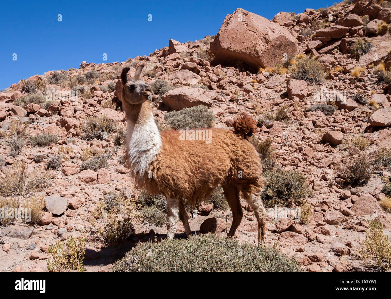 Llama lama glama in the altiplano hi-res stock photography and images ...