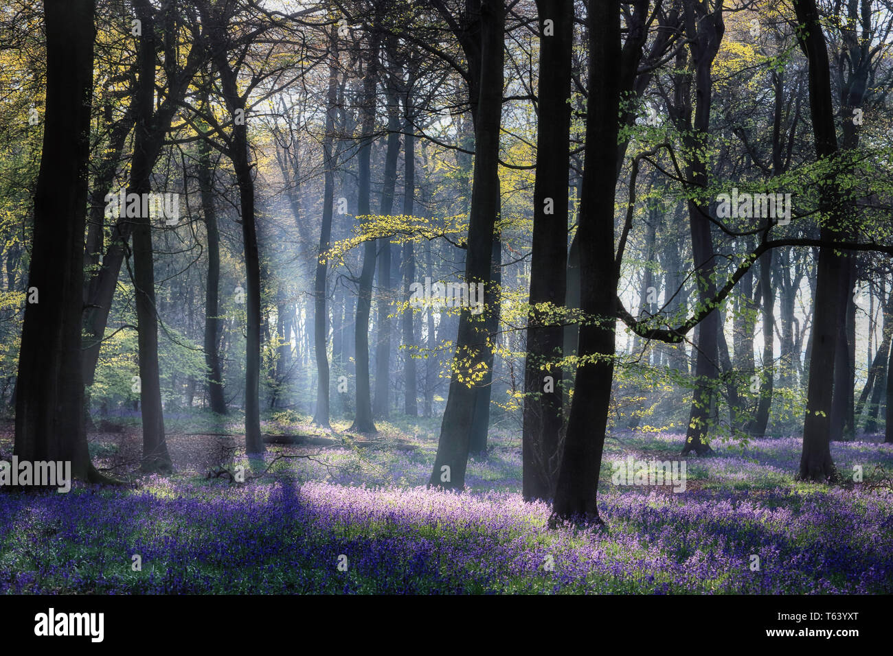 Spring Bluebell Woodlands of Oxfordshire Stock Photo - Alamy