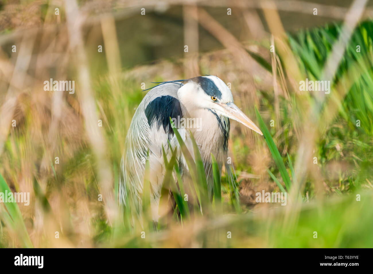 Heron Legs High Resolution Stock Photography and Images - Alamy
