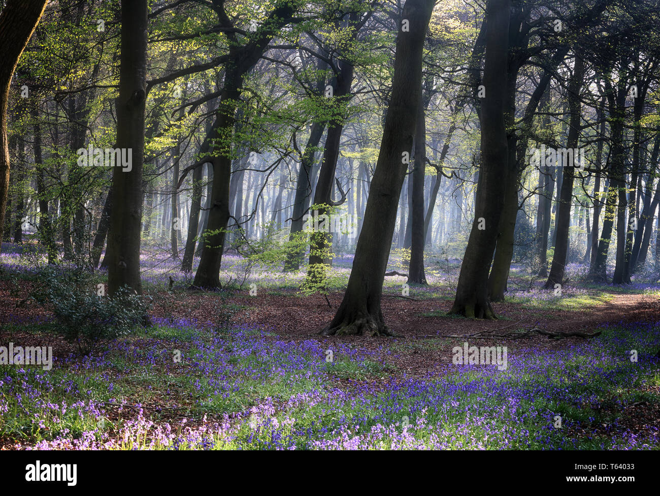 Spring Bluebell Woodlands of Oxfordshire Stock Photo - Alamy