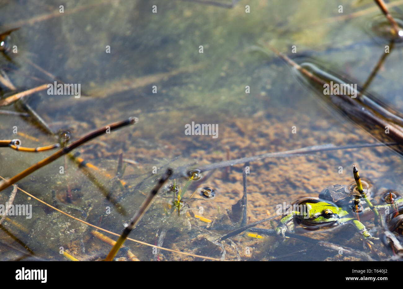 Hyla regilla hi-res stock photography and images - Alamy