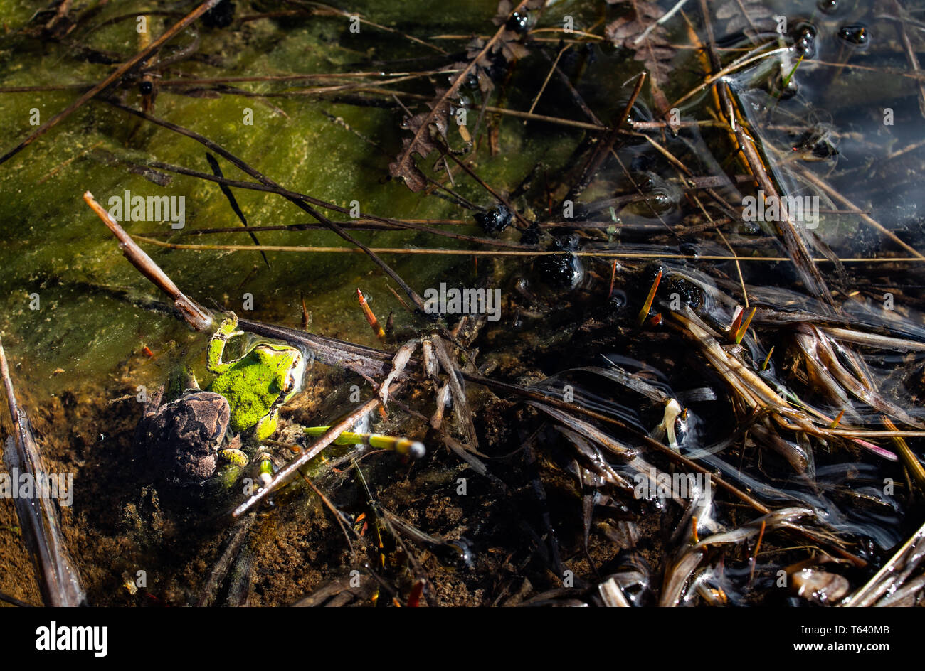 Pacific Treefrogs (Hyla regilla) mating Stock Photo - Alamy