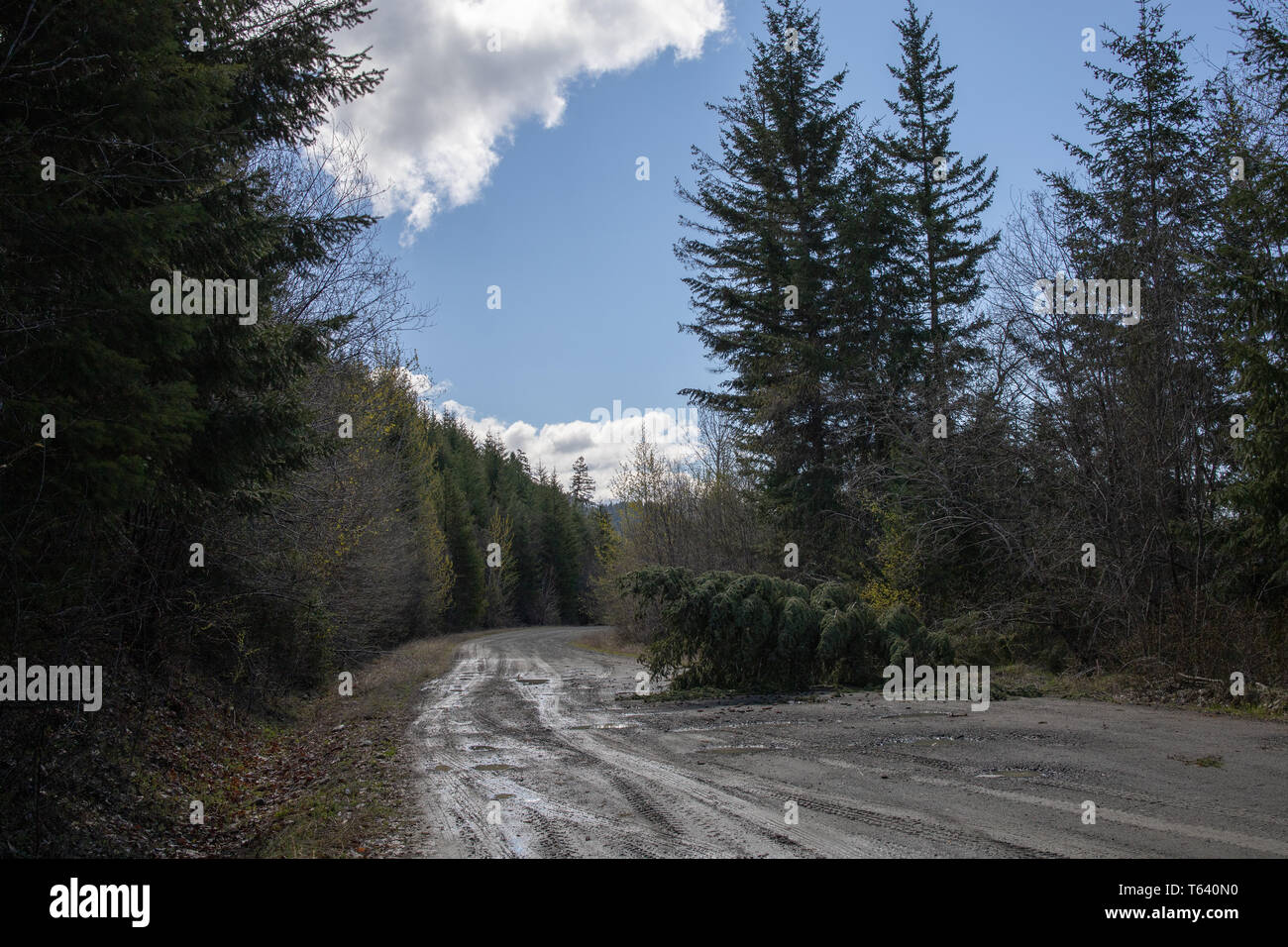 Fallen down tree along forest service road Stock Photo - Alamy