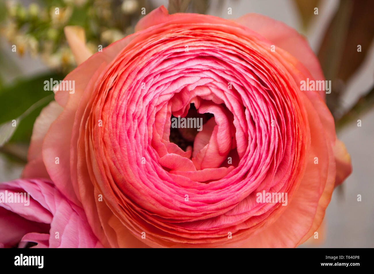 Beautiful fresh pink color ranunculus on grey background with copyspace ...