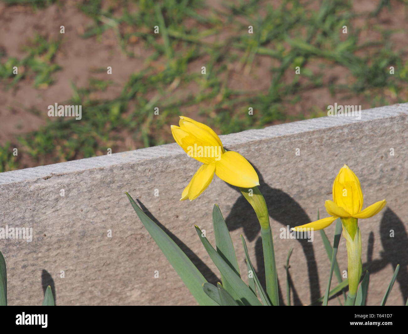 Yellow buds of daffodils bloom. Floriculture. Spring flowers. Garden ...