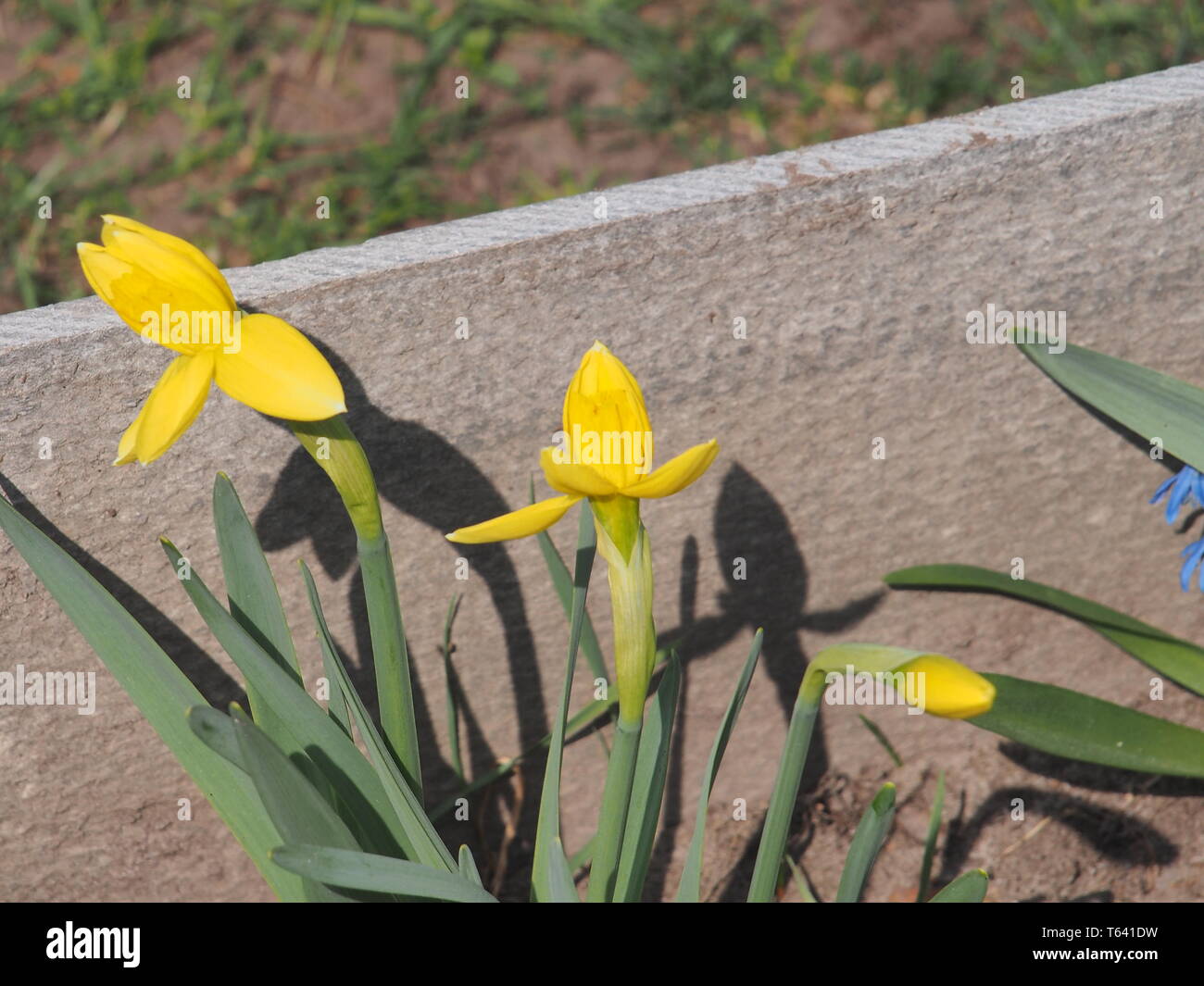 Yellow buds of daffodils bloom. Floriculture. Spring flowers. Garden ...