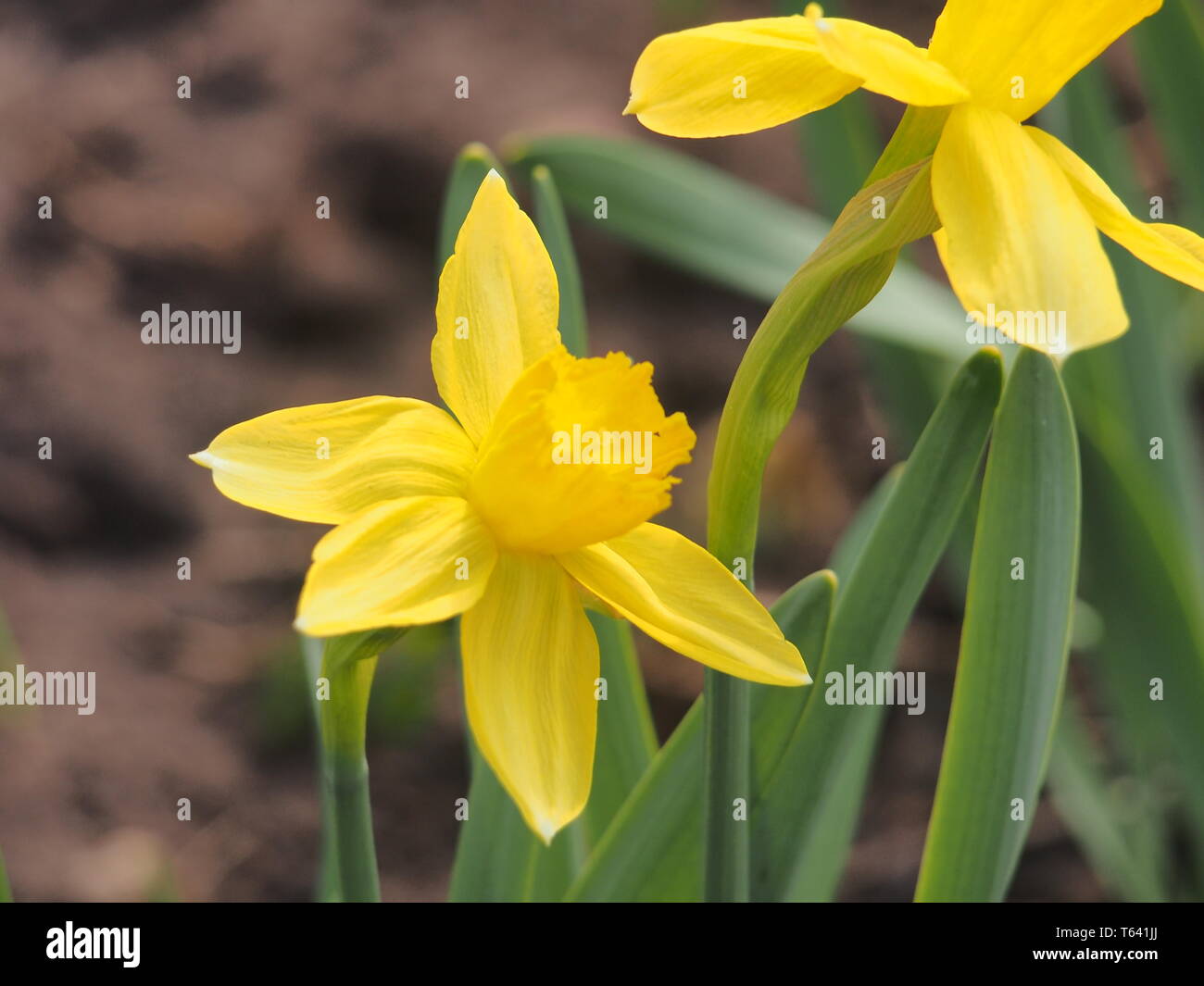 Yellow buds of daffodils bloom. Floriculture. Spring flowers. Garden ...