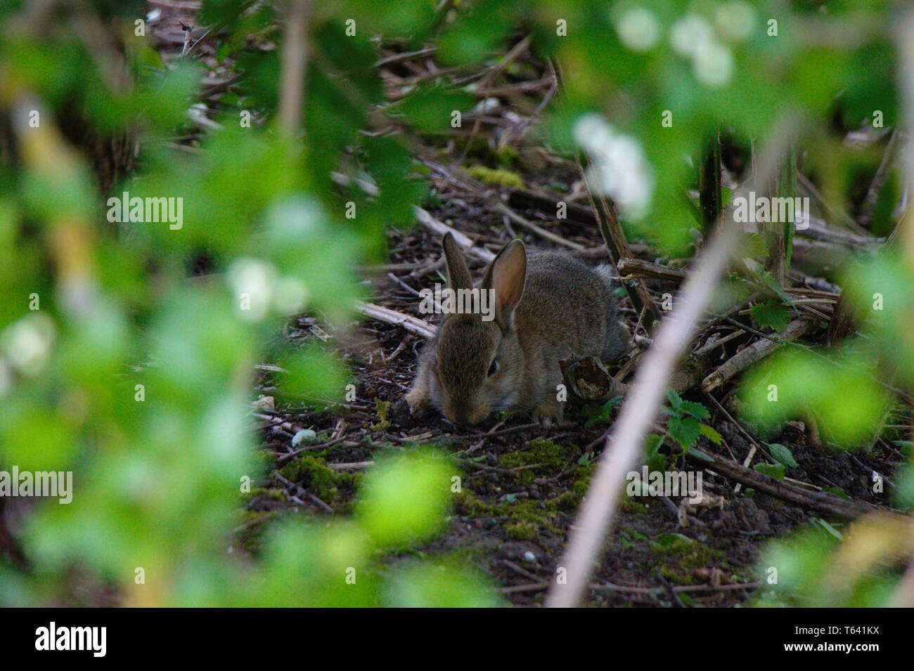 Brown wild rabbit in forest hi-res stock photography and images - Alamy