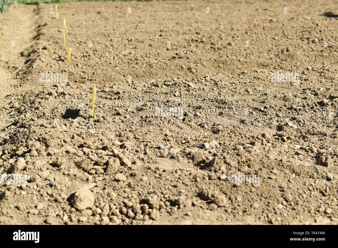 Light Brown Soil