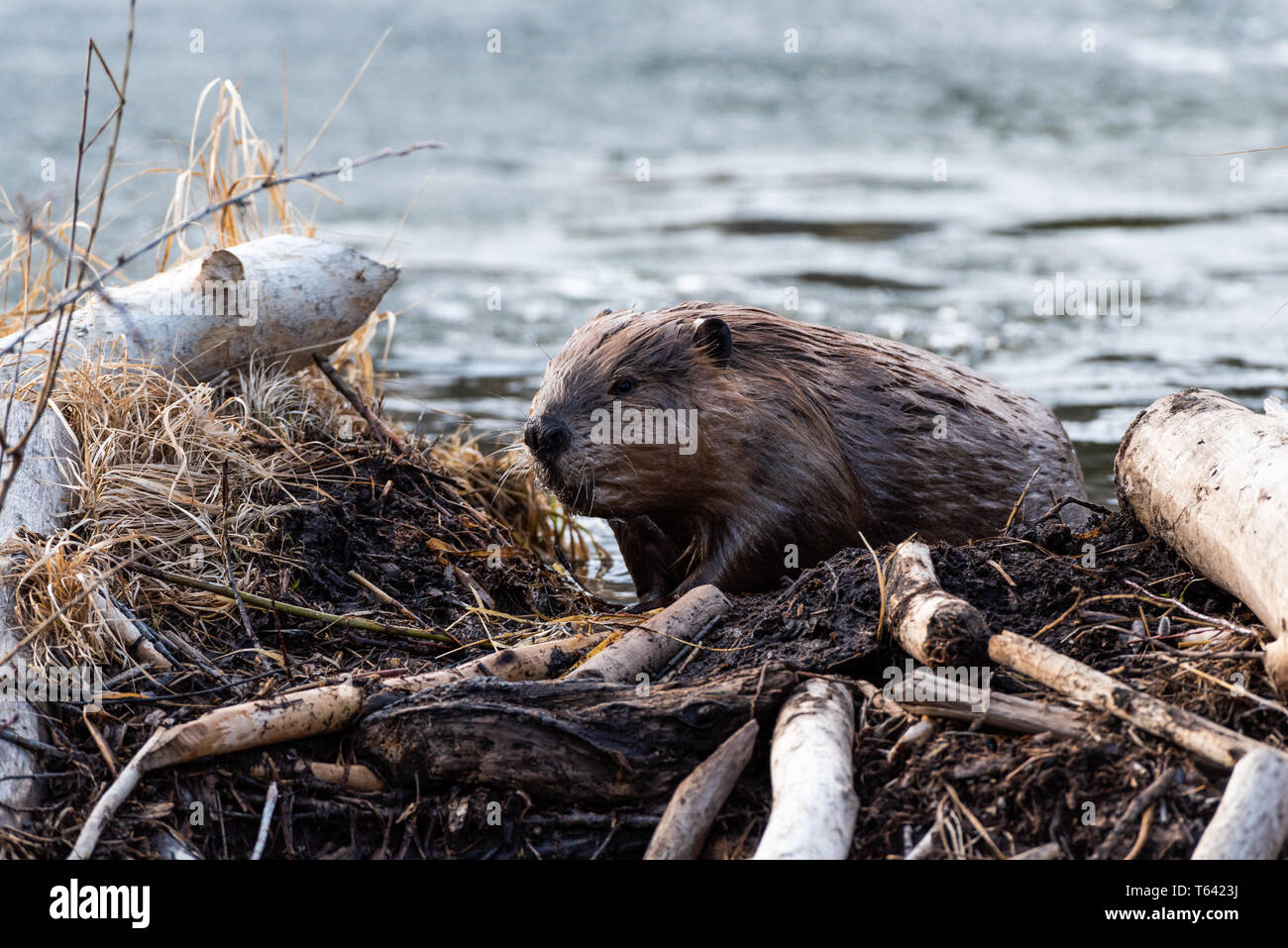 Adult beaver hi-res stock photography and images - Alamy