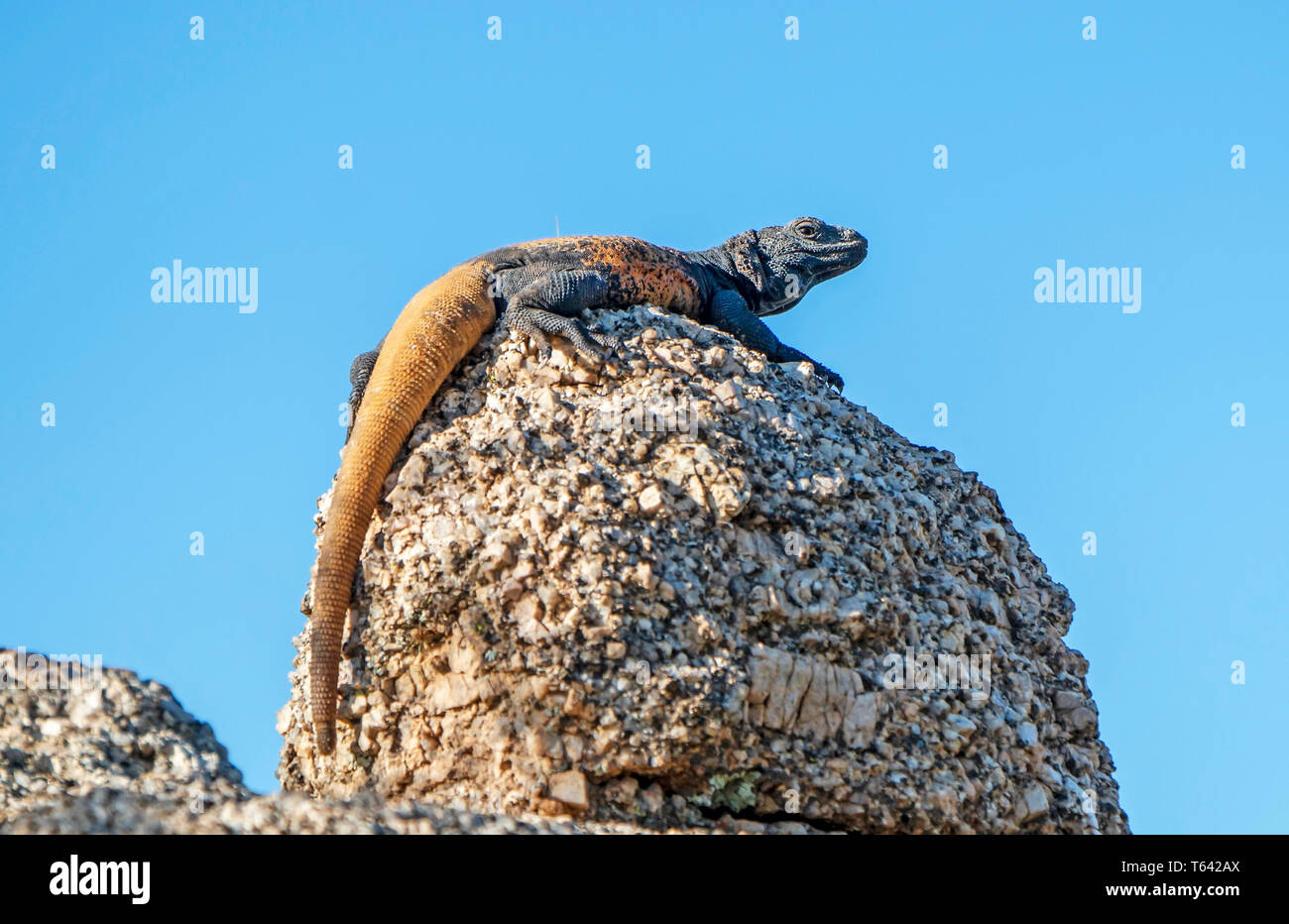 Chuckwalla Desert Lizard on Rock in Pinnacle Peak Park in Scottsdale ...