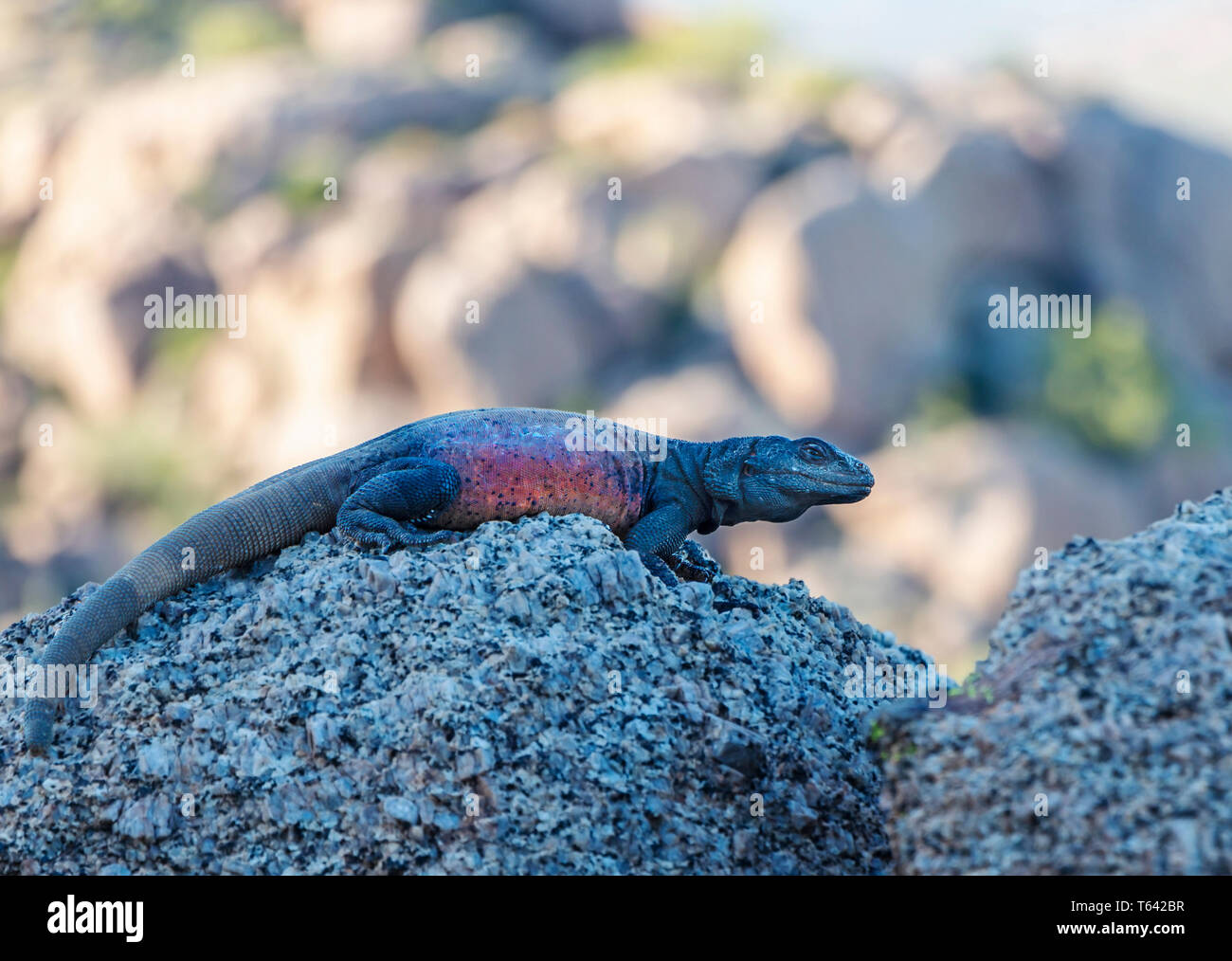 Desert Chuckwalla Lizzard Enjoying The View In North Scottsdale, AZ ...