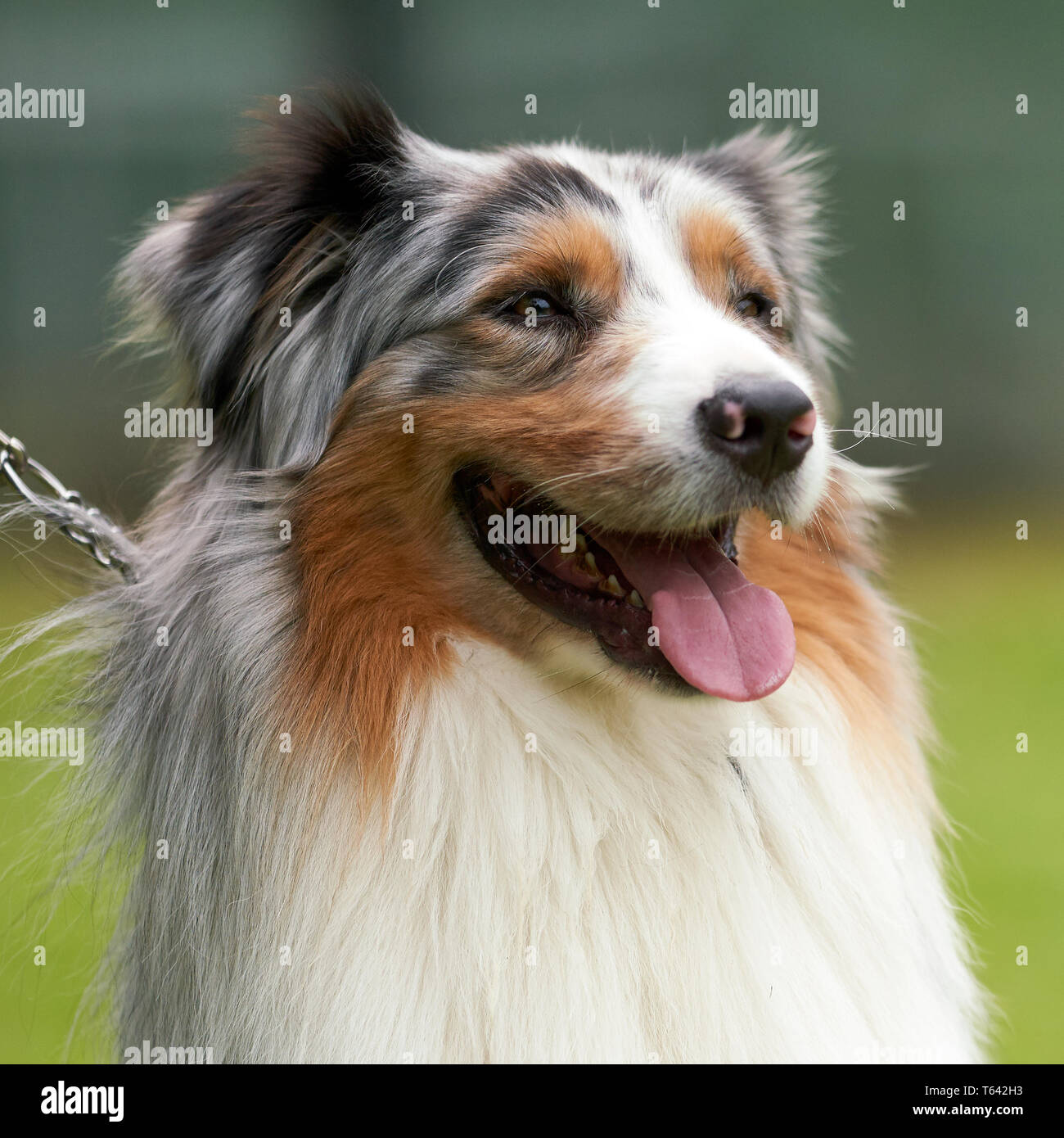 Standard australian shepherd hi-res stock photography and images - Alamy