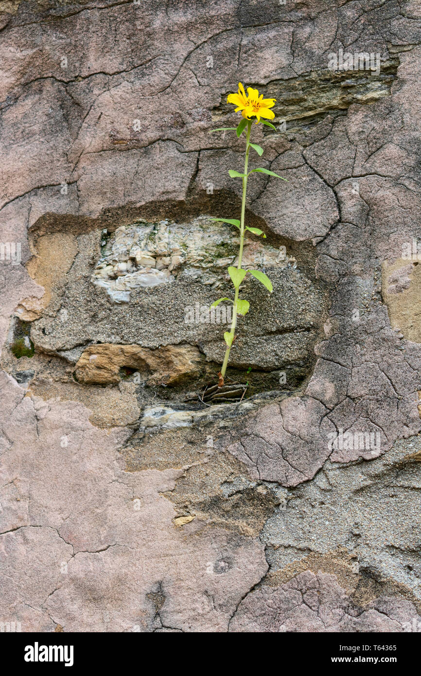 Yellow flower growing on crack grunge wall. Yellow beautiful flower on ...