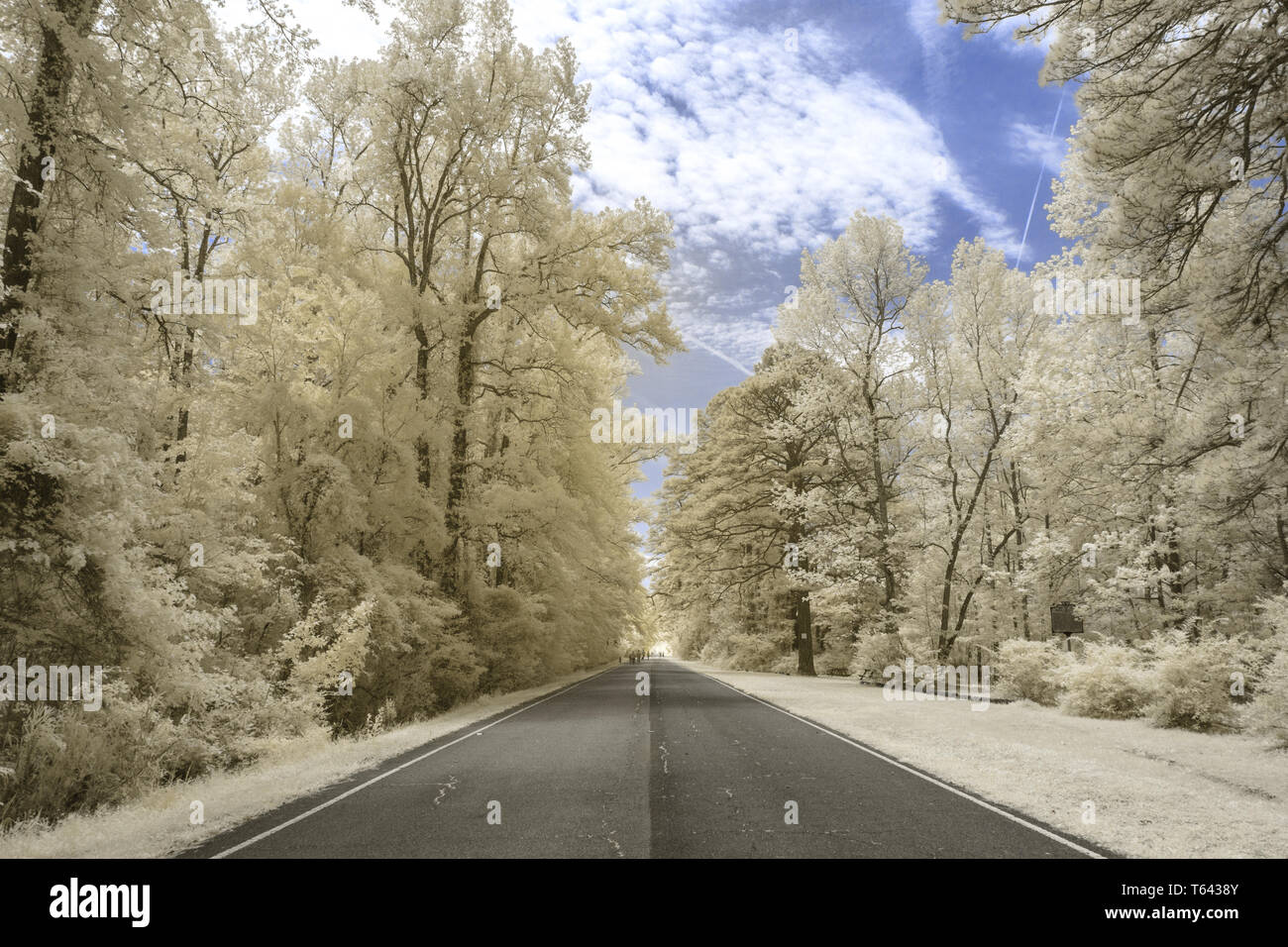 A road leads into the distance in a tree covered rural landscape ...