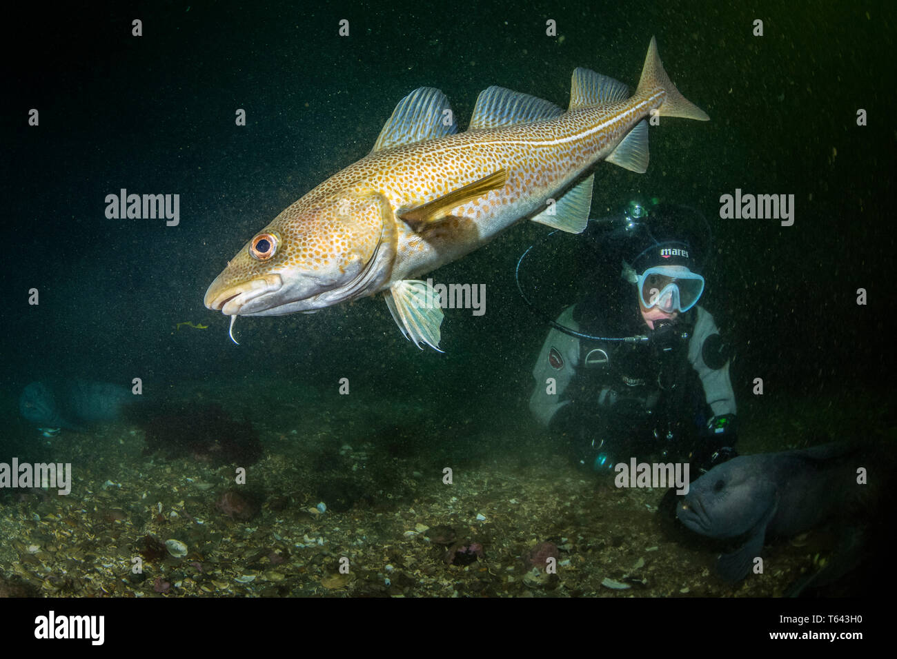 Atlantic cod hi-res stock photography and images - Alamy
