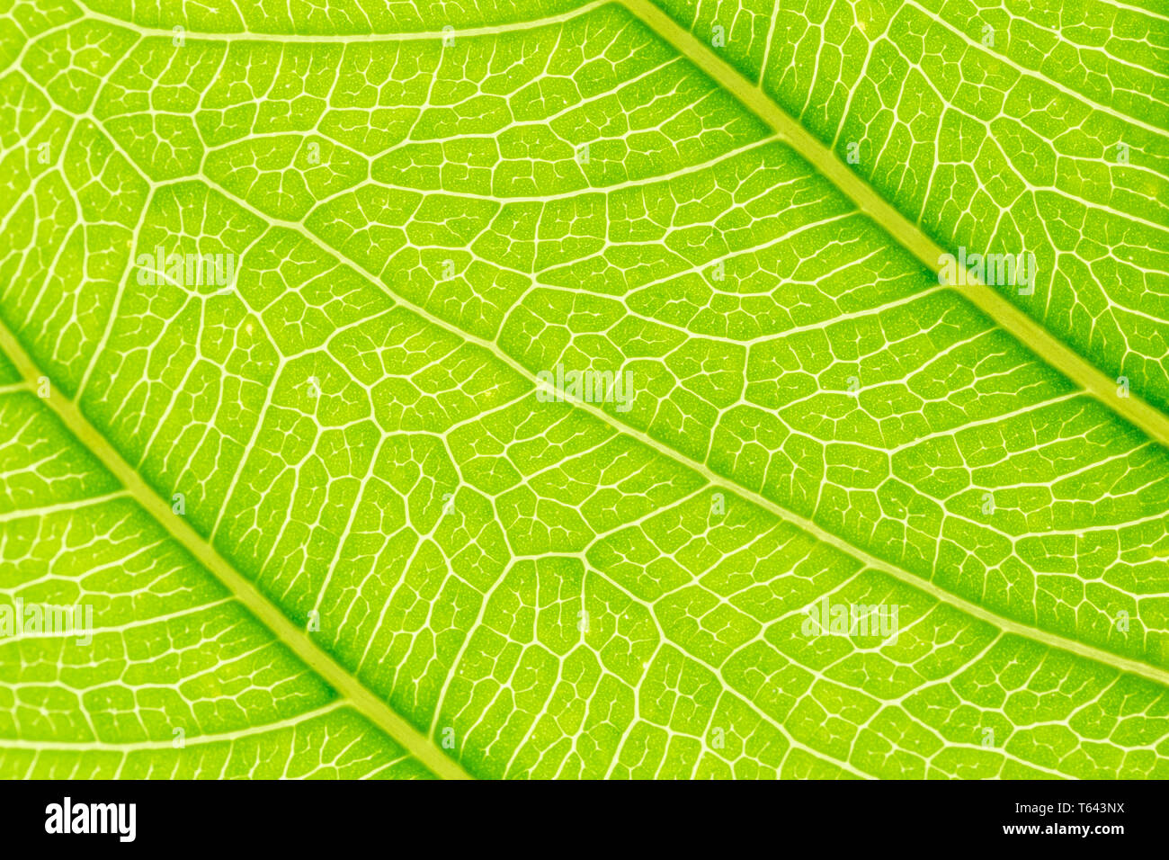 Green Leaf pattern texture background with light behind for website ...