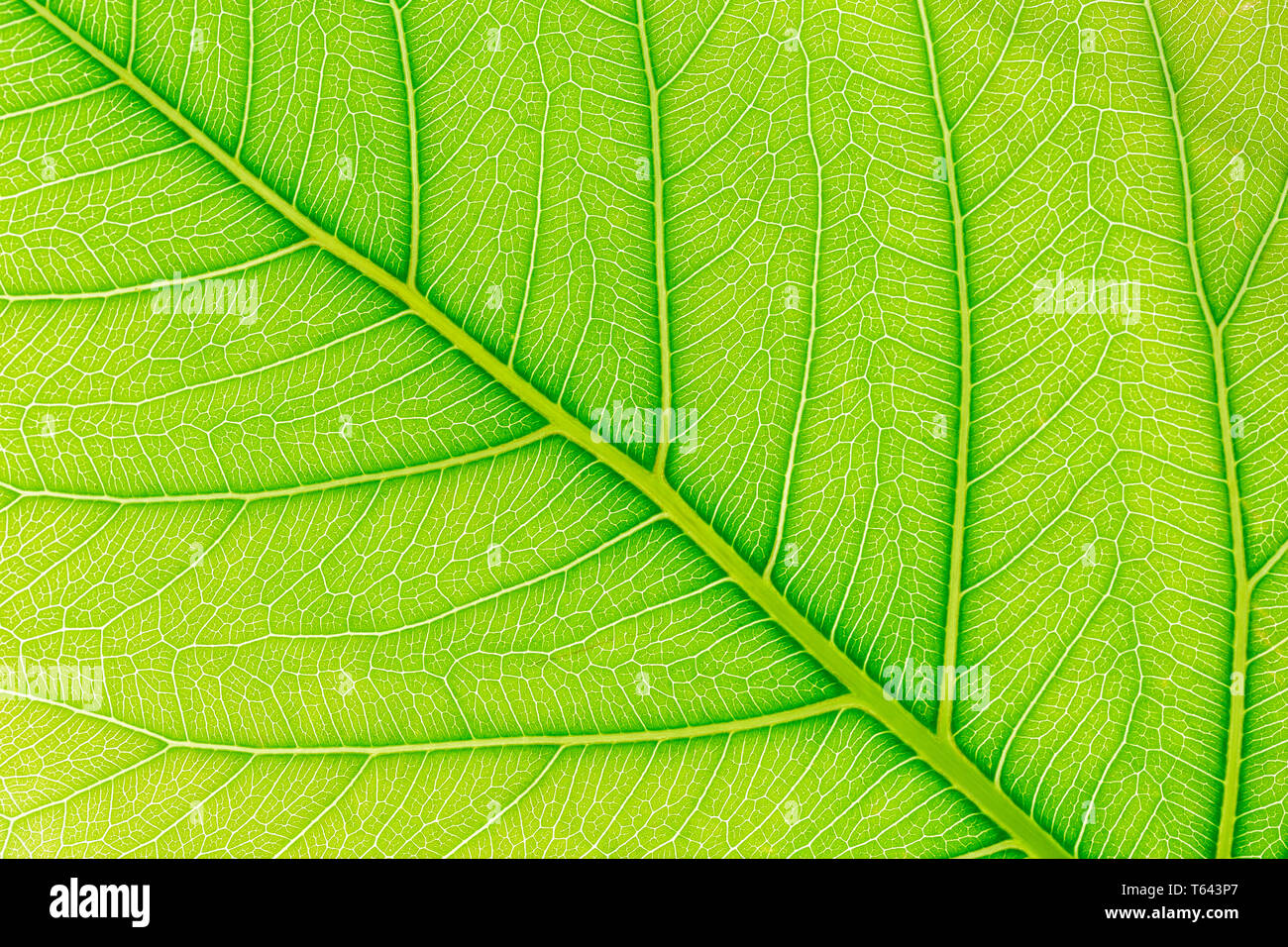 Green Leaf pattern texture background with light behind for website ...