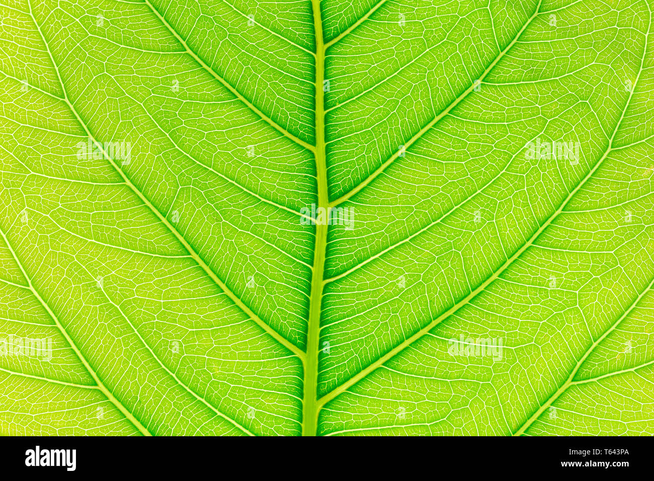 Green Leaf pattern texture background with light behind for website ...