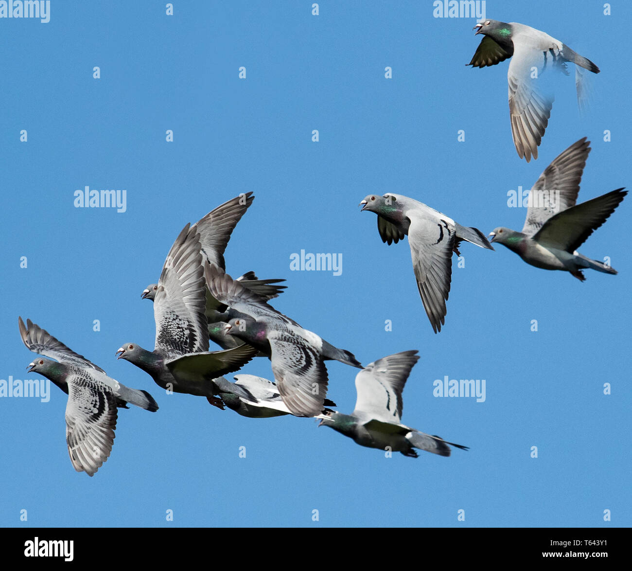 flock of speed racing pigeon flying against clear blue sky Stock Photo ...