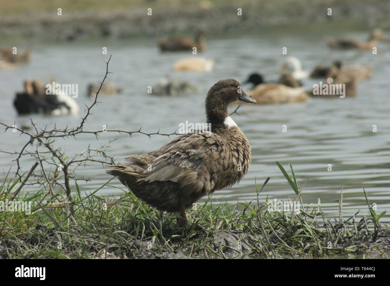 Side On View Of Duck High Resolution Stock Photography and Images - Alamy