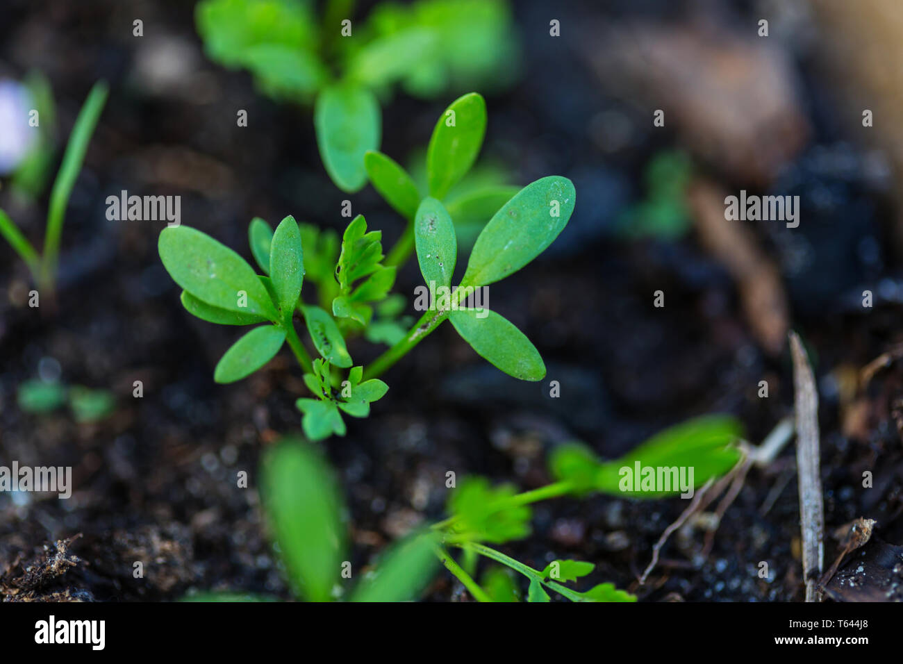 Small Spring sprout in horticultural farm. Concept of a green life ...