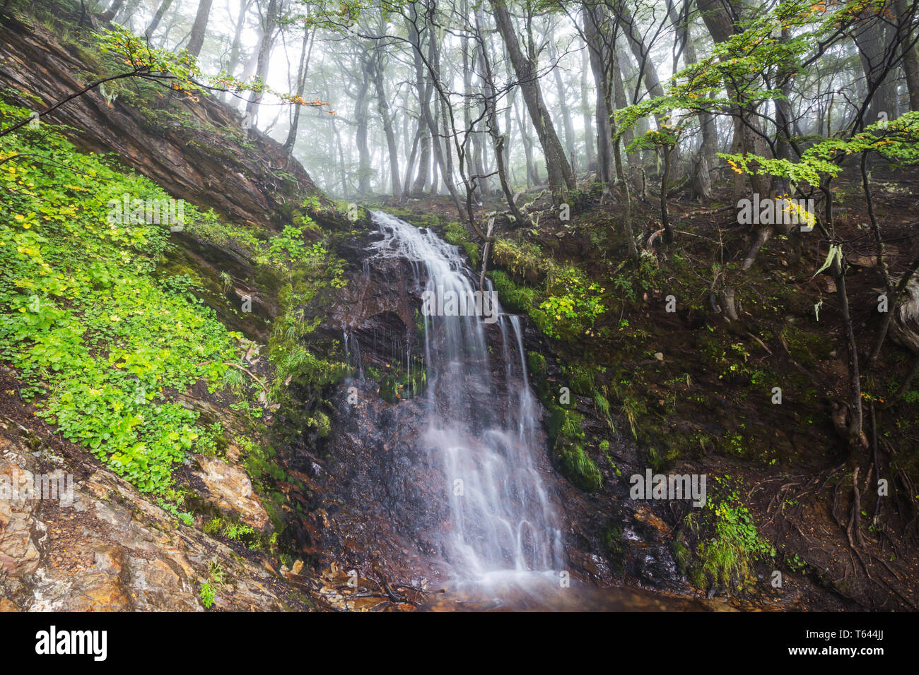 Beautiful misty forest hi-res stock photography and images - Alamy