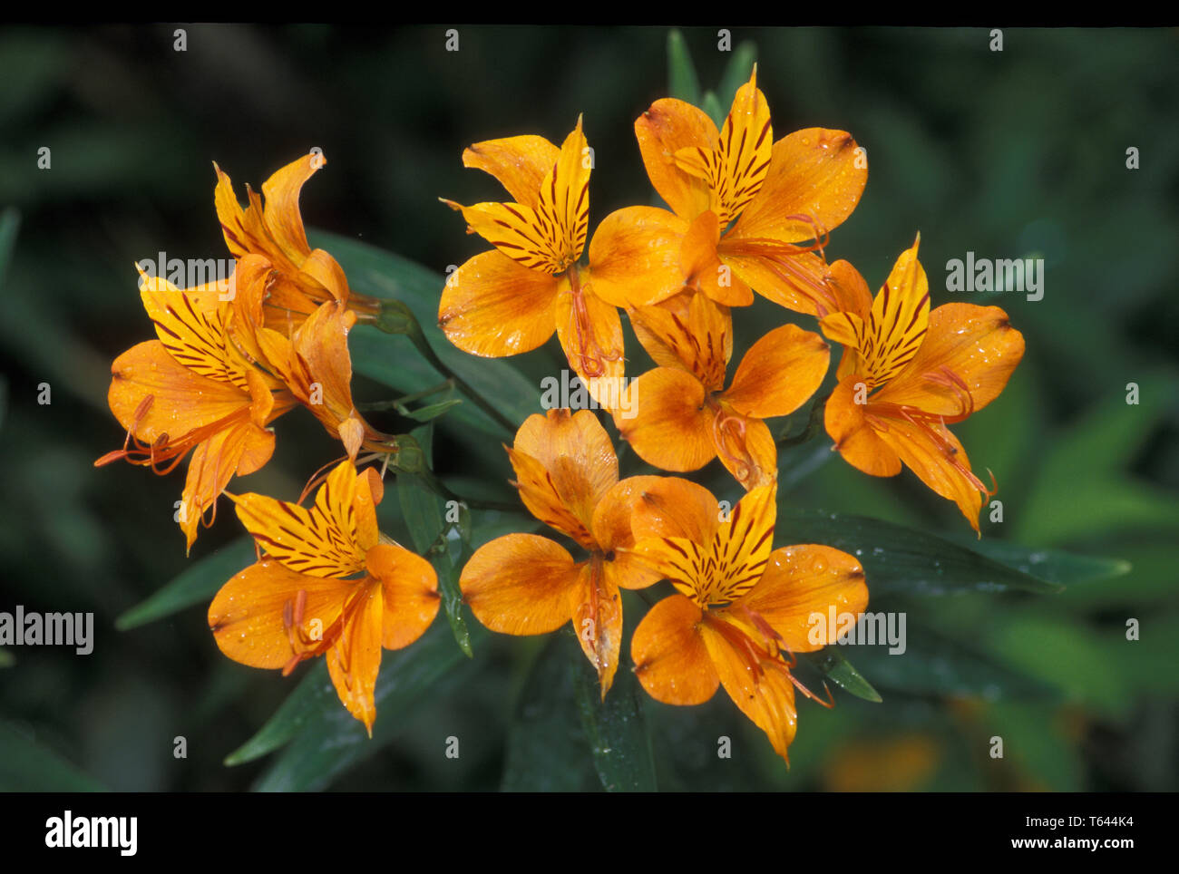 ORANGE ALSTROEMERIA FLOWERS (PERUVIAN LILY OR LILY OF THE INCAS Stock ...
