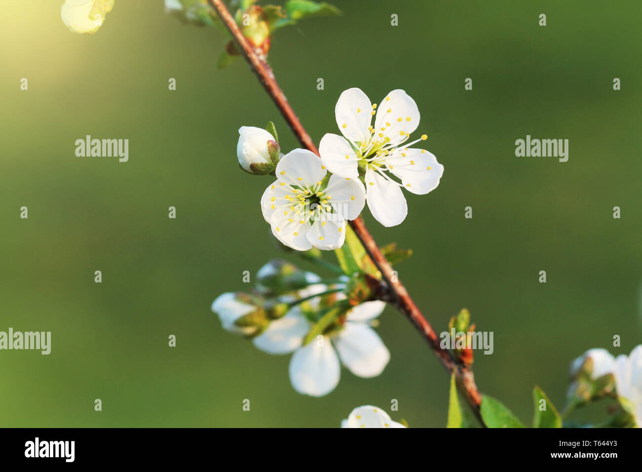 Spring cherry blossom background. Beautiful nature scene with blooming ...