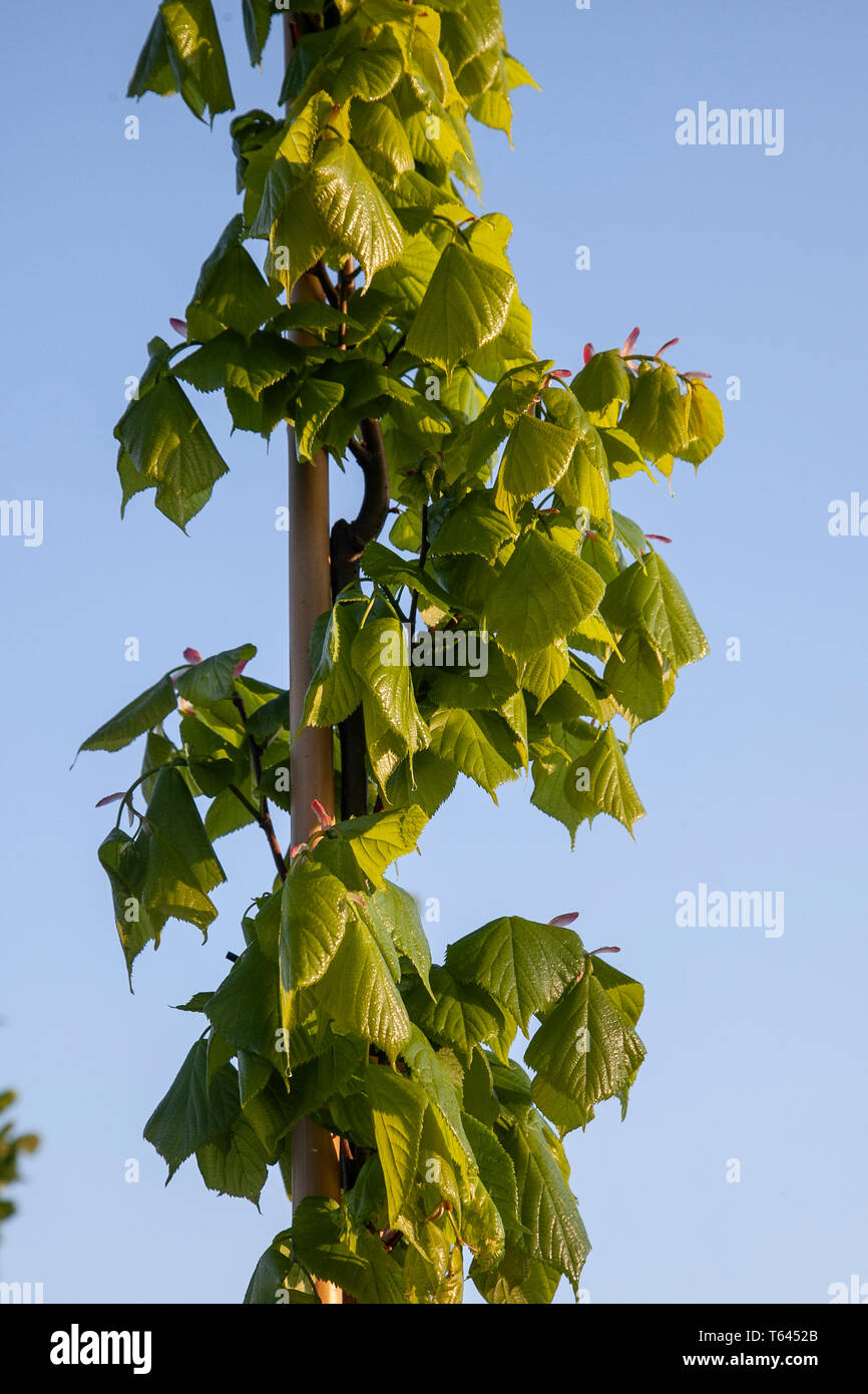 Tilia Europaea Pallida, a fast-growing, deciduous broadleaf tree which ...