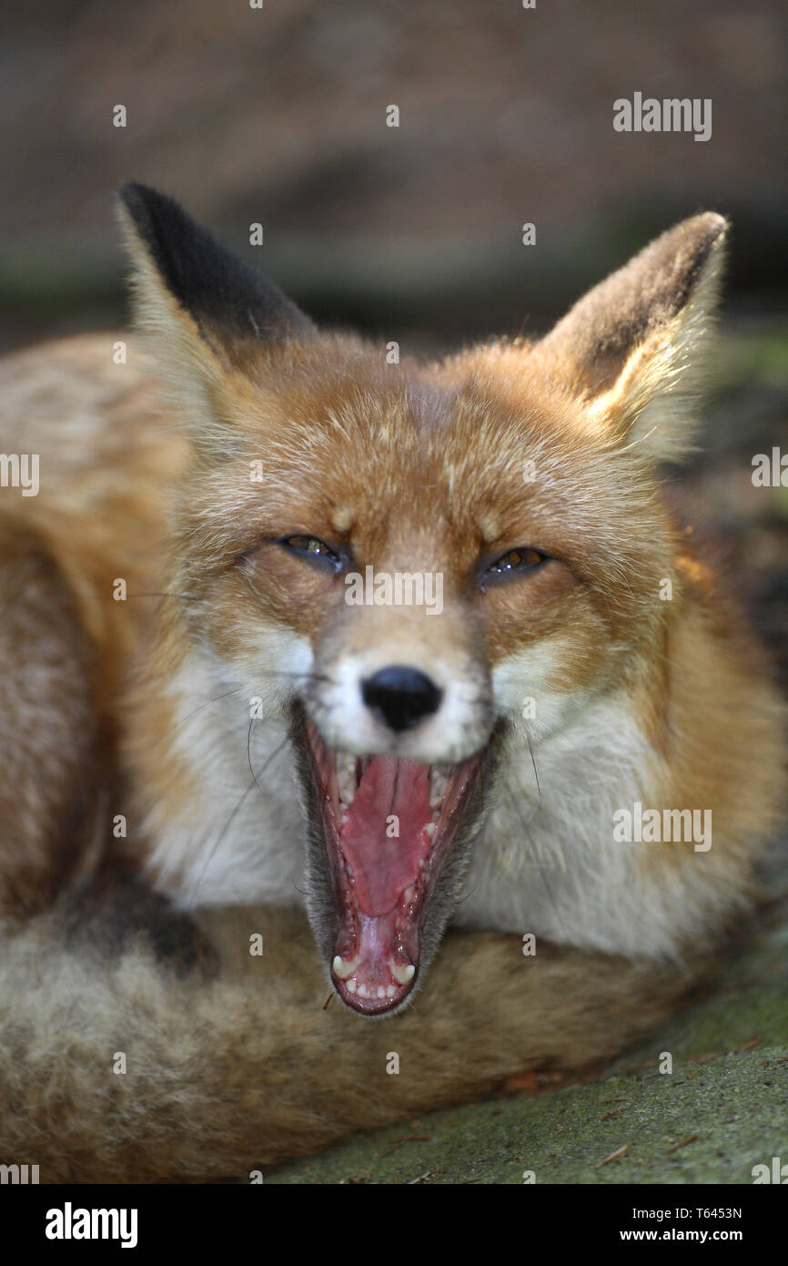 European Red Fox, Germany Stock Photo - Alamy