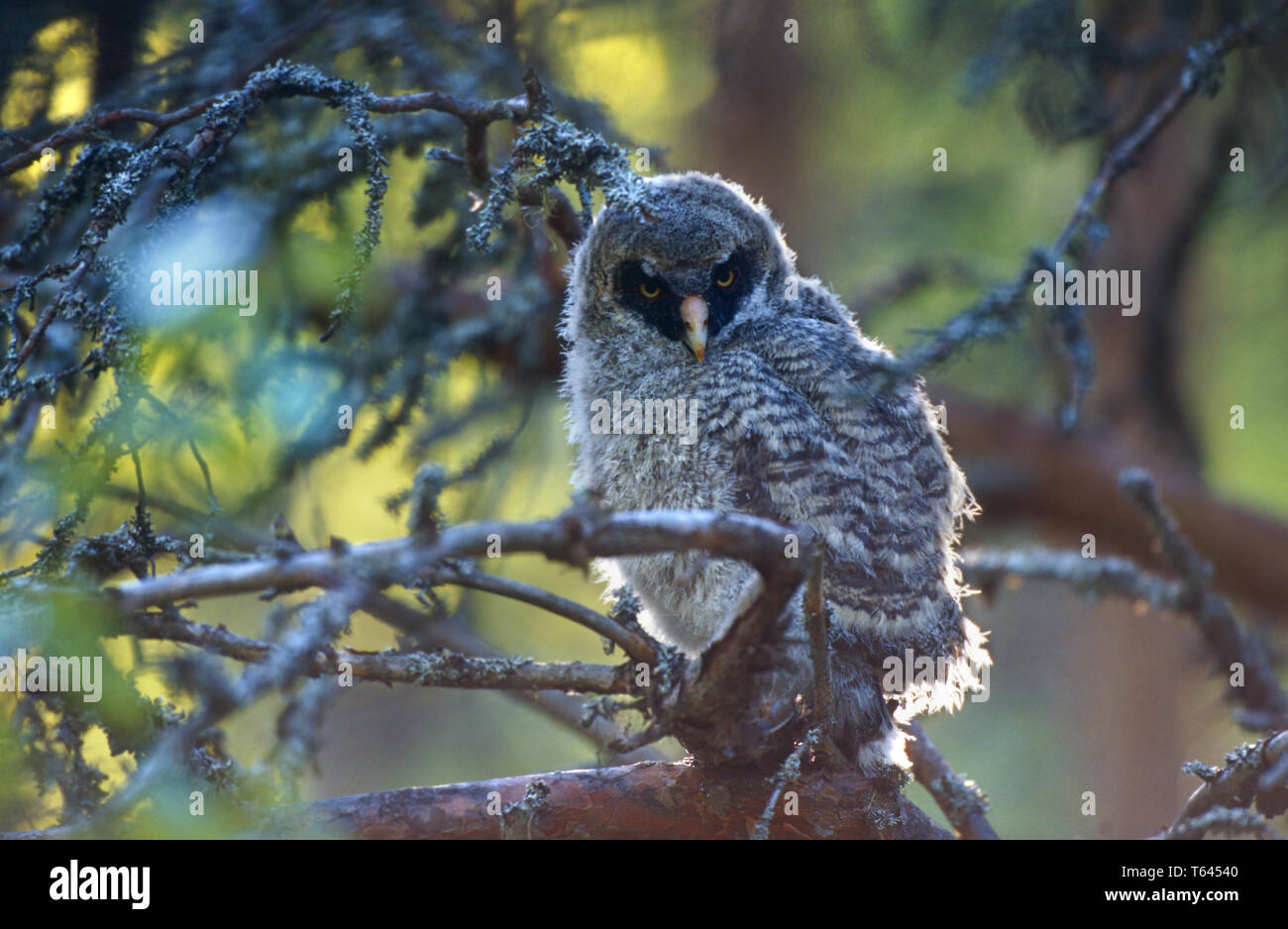 Vaala High Resolution Stock Photography and Images - Alamy