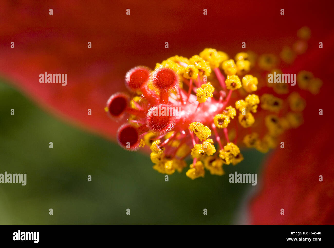 Hibiscus rosa sinesis hi-res stock photography and images - Alamy