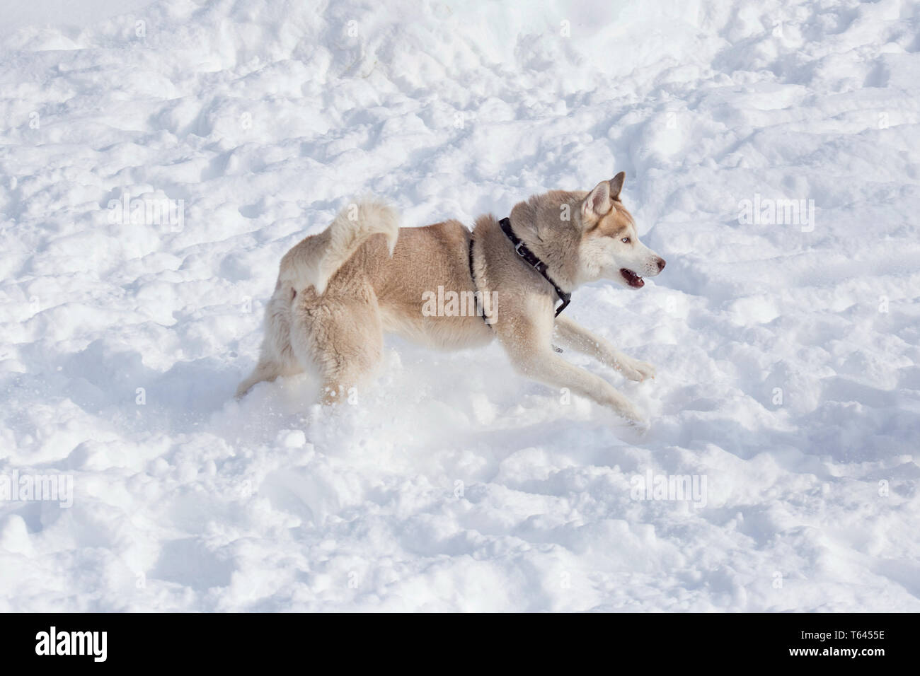 Cute siberian husky is playing on a white snow. Pet animals. Purebred ...