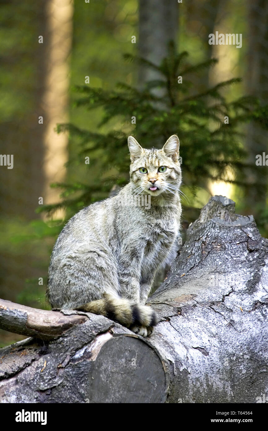 European Wild Cat, Felis silvestris, South Germany Stock Photo - Alamy