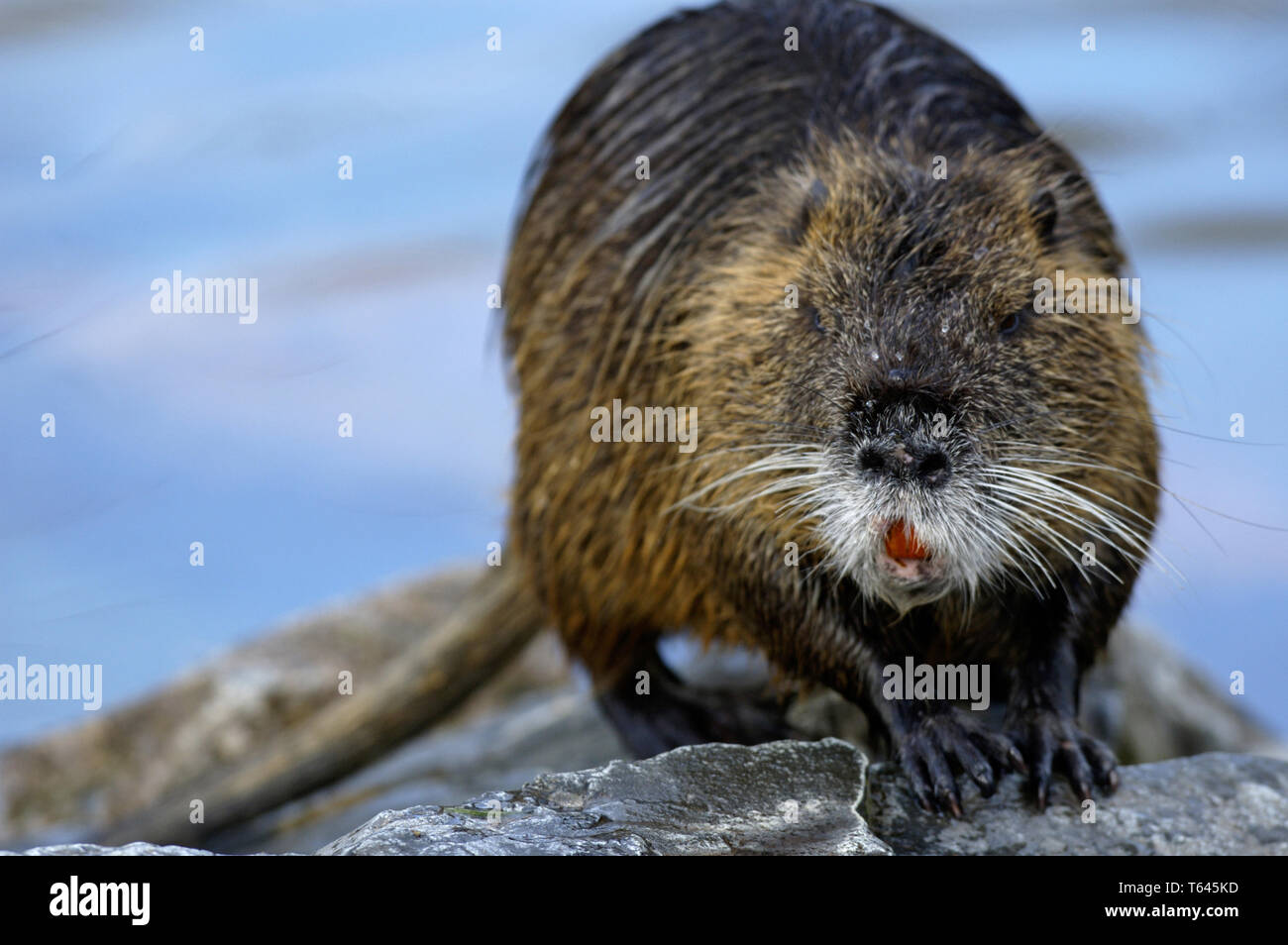 Nutria or River Rat [Myocastor coypus] Stock Photo - Alamy