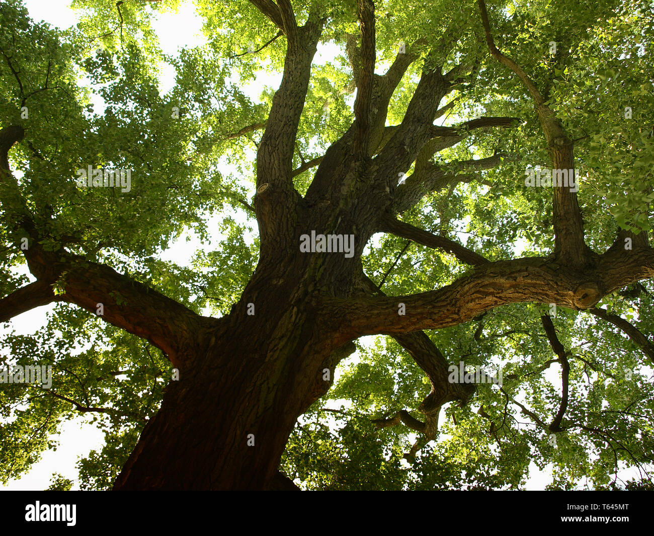 linden tree, genus tilia Stock Photo - Alamy