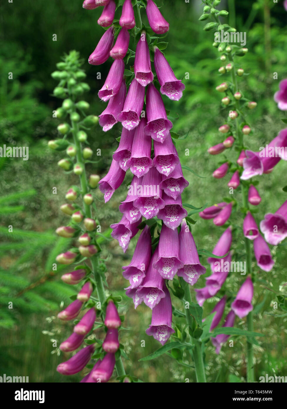 Red Foxgloves, Digitalis purpurea Stock Photo - Alamy