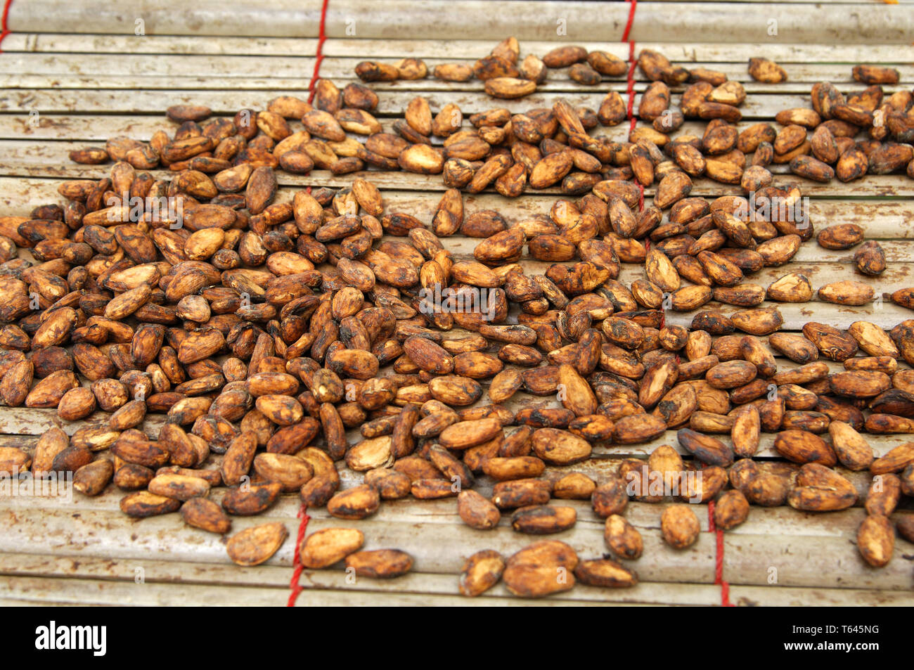 cacao plantation with cocoa fruits, West Africa, Ghana Stock Photo - Alamy