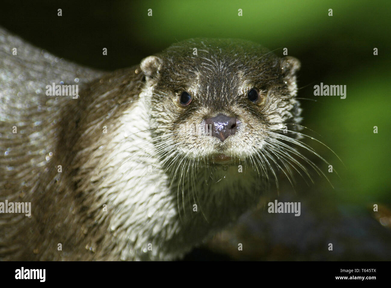 Lutra lutra loutre hi-res stock photography and images - Alamy